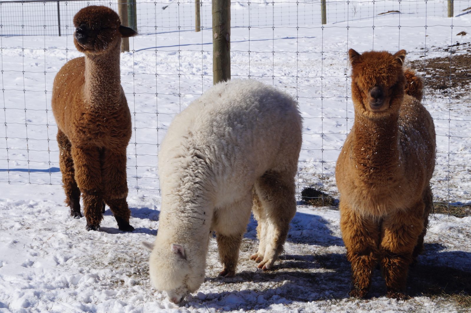 Alpaca Pictures and Photos | Images Let You Step Inside our Alpaca Farm
