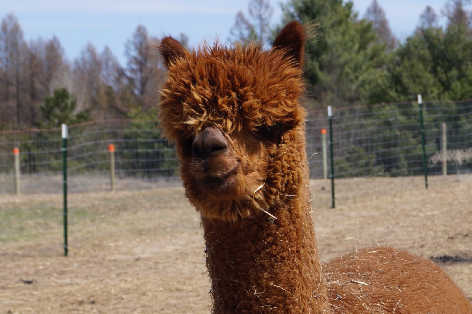 Alpaca Pictures and Photos | Images Let You Step Inside our Alpaca Farm