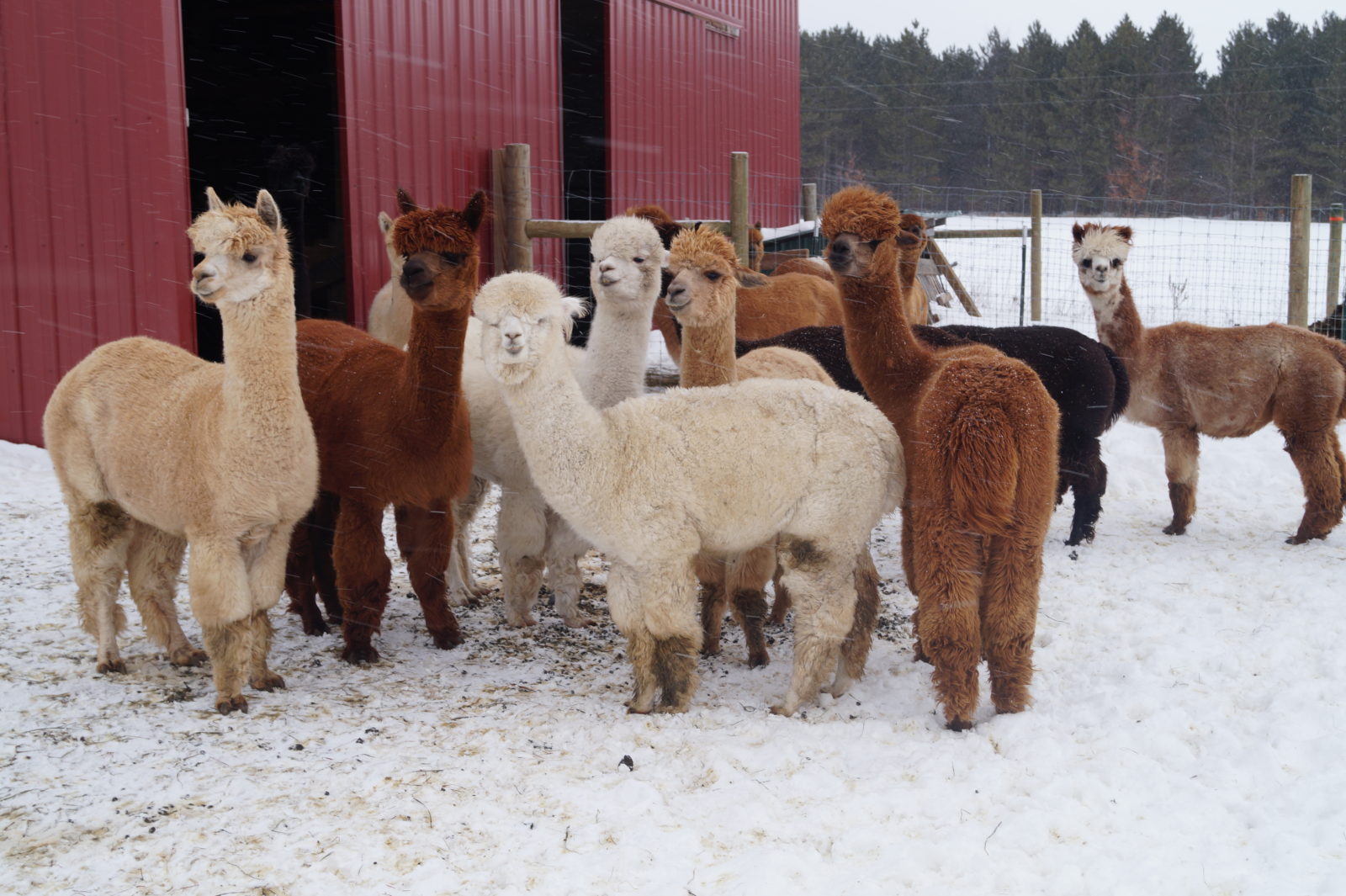 Alpaca Pictures and Photos | Images Let You Step Inside our Alpaca Farm